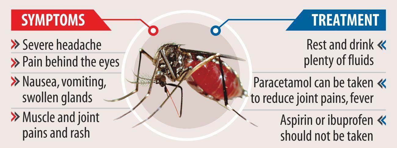 Dengue what to do - Coastal Safety - Boat Captain Sea School